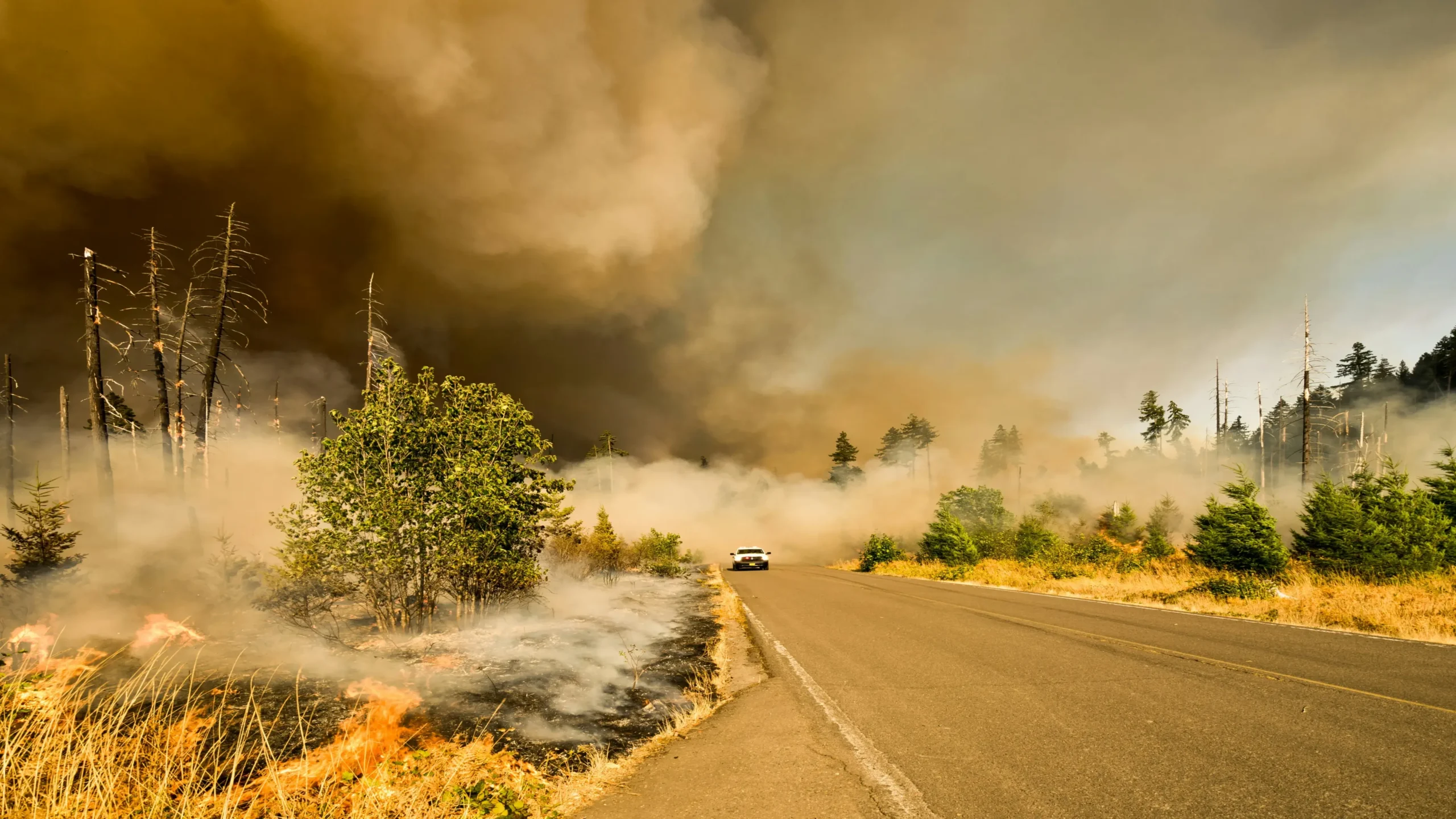 How Can We Spark Change to Reduce Wildfires? | Government Curated